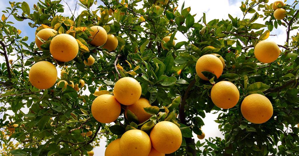 Spanish grapefruit production on the rise | News | Fruitnet