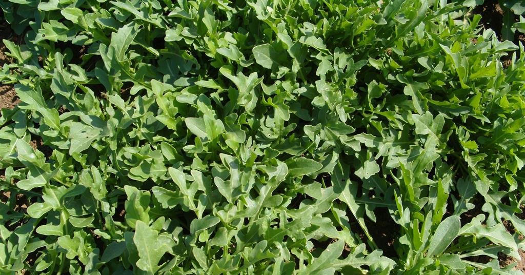 Rijk Zwaan: Raketenartiger Start für neue Rucola-Sorten "Rocketeerz ...