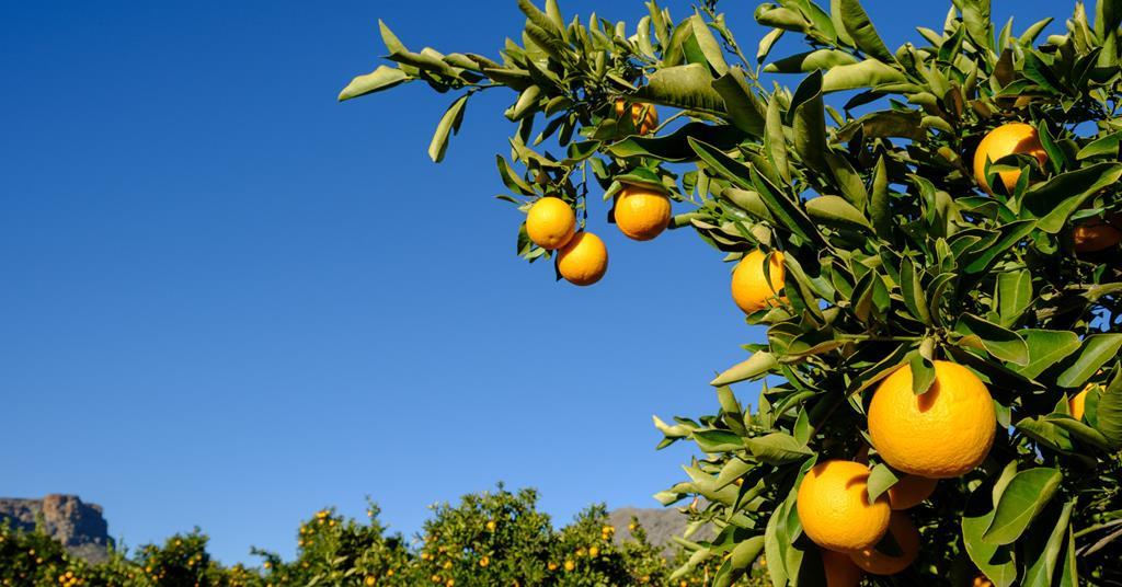 First South African citrus estimate shows balanced growth | News | Fruitnet