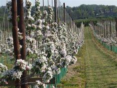 Spring is in the air at Adrian Scripps | Article | Fruitnet