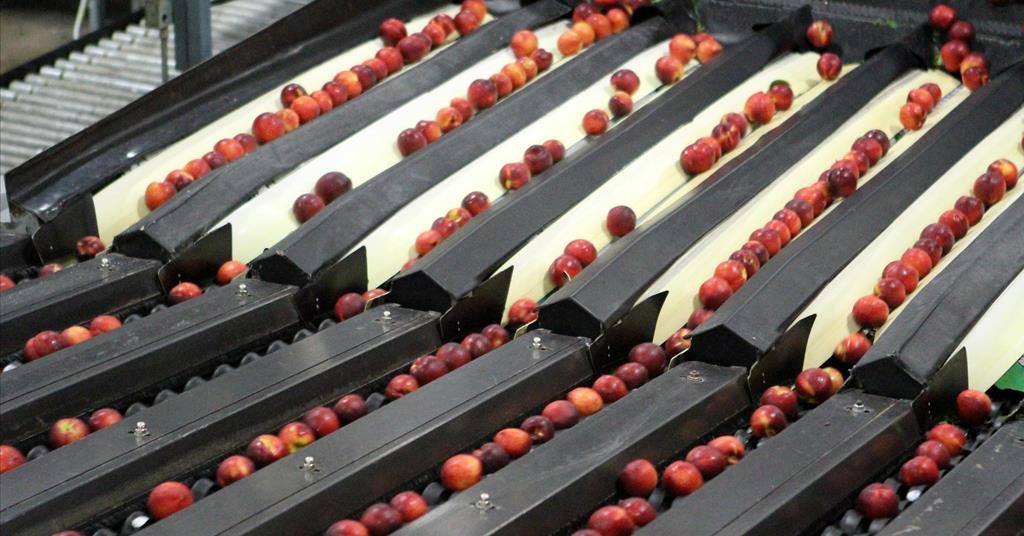 Compac set to unveil stonefruit sorter | Article | Fruitnet