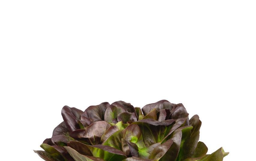 Jepco launches 'Living Lettuce' in Co-op stores | Article | Fruitnet