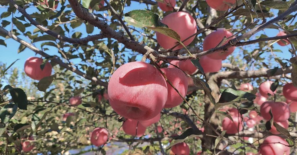 China’s apple production to drop 5 per cent this season | News | Fruitnet