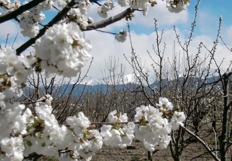 Argentinean cherries on the rebound | Article | Fruitnet