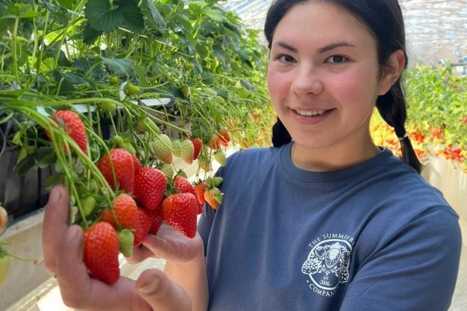 First British strawberries of the season hit Tesco shelves | News ...