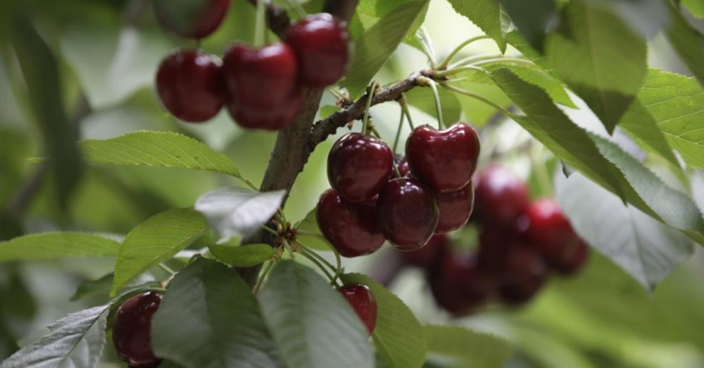 Agrovision moves into cherries | News | Fruitnet