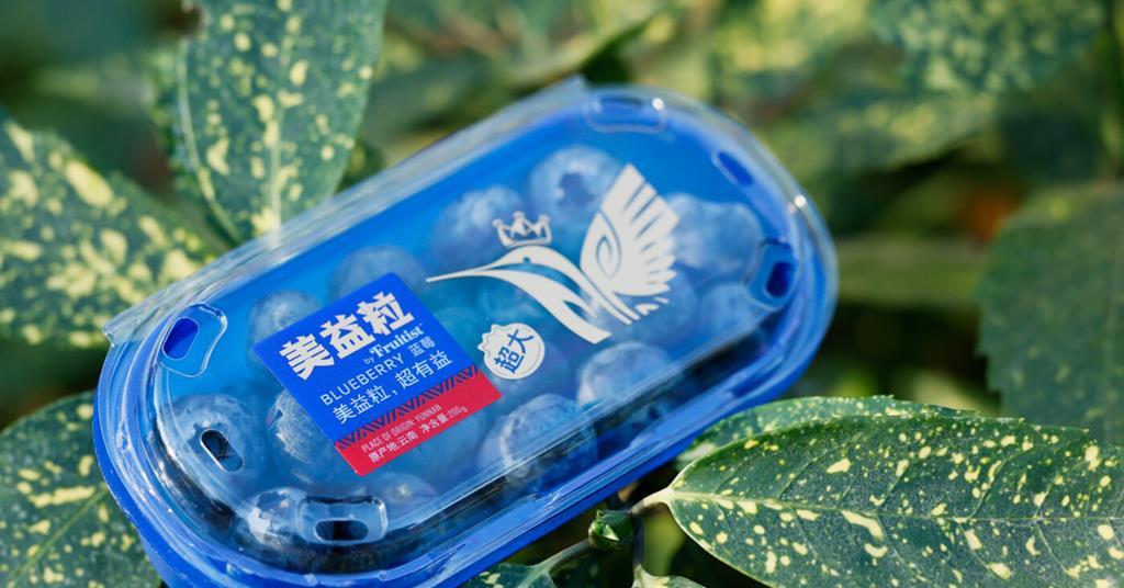 Agrovision harvests first commercial blueberry crop in Yunnan | News ...