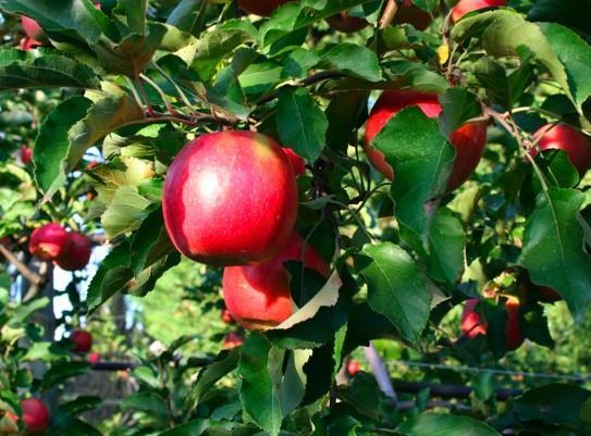 Pink Lady enjoys consistent growth | Article | Fruitnet
