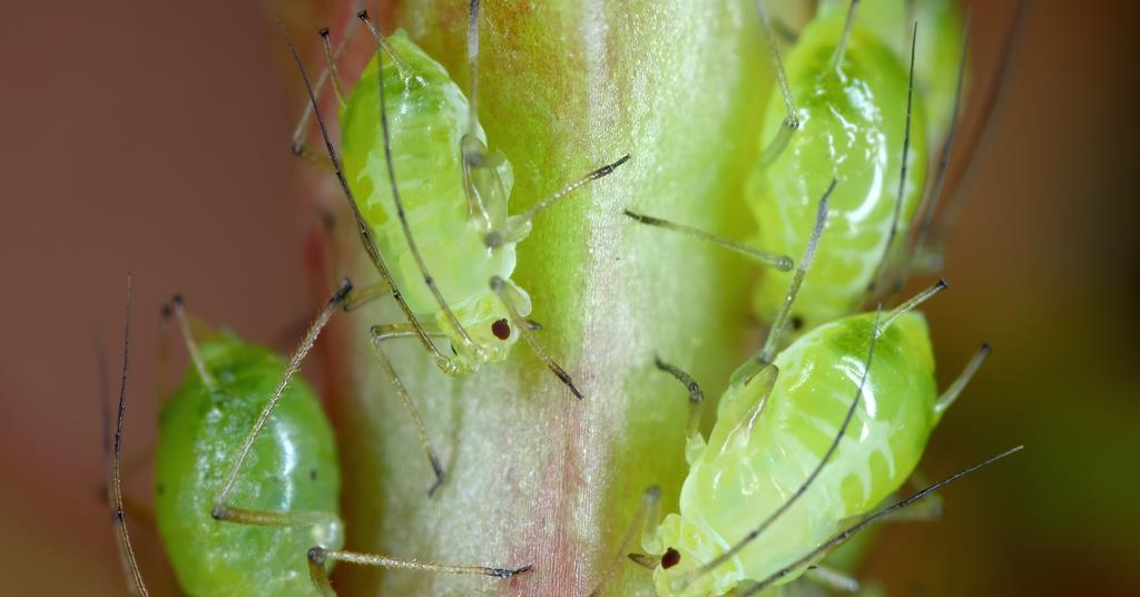 lettuce root aphid