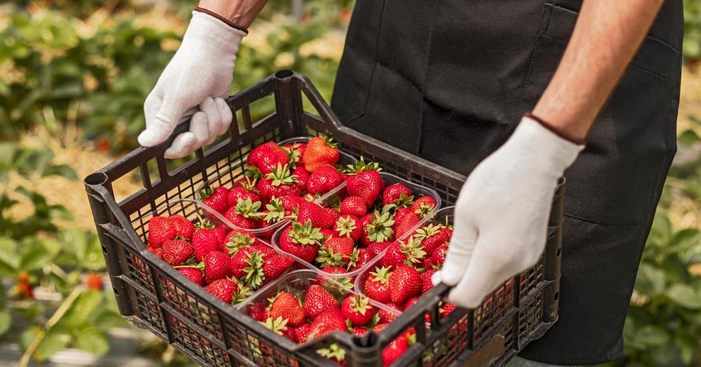 British Berry Growers urges action following automation review ...