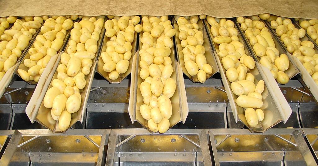 Potato firms fined over staff injuries | Article | Fruitnet