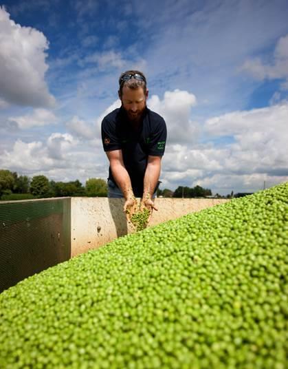 'Yip-pea' says Yes Peas! | Article | Fruitnet