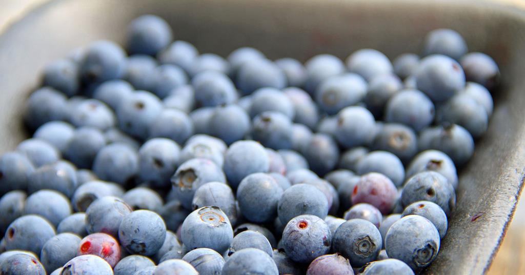 Zimbabwe opens blueberry exports to China after protocol signing during ...