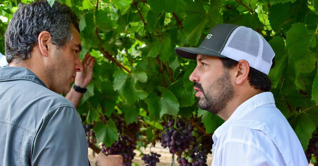 Bloom Fresh supports grape growers facing El Niño | News | Fruitnet