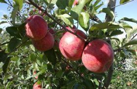 Freshmax Australia appoints CEO | Article | Fruitnet