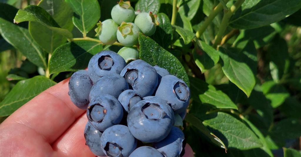 MerryBerry responds to changing environment | Article | Fruitnet