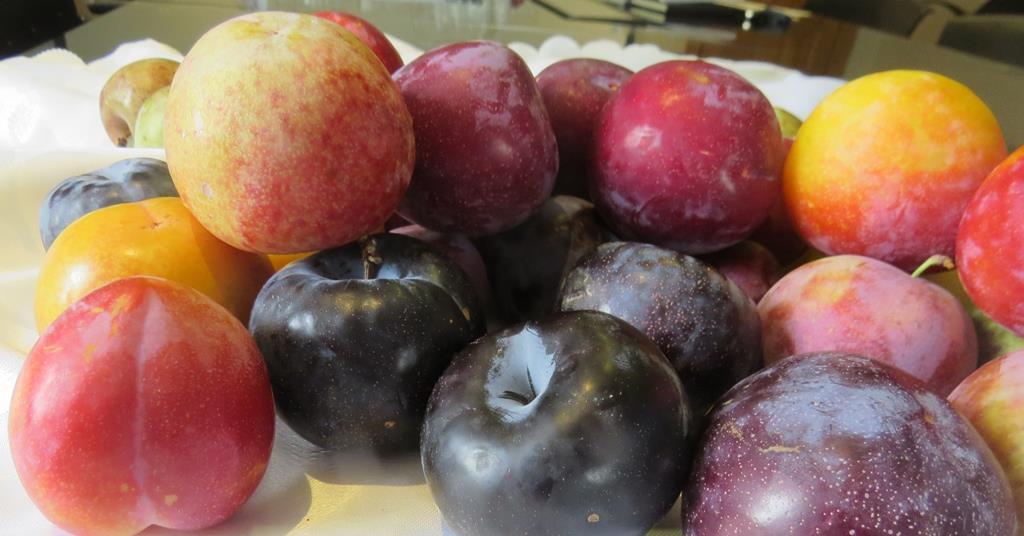 Special report: South Africa's next step | Article | Fruitnet