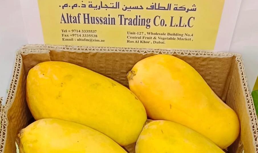 Strong Pakistani mango volumes head to Dubai despite climate challenges ...