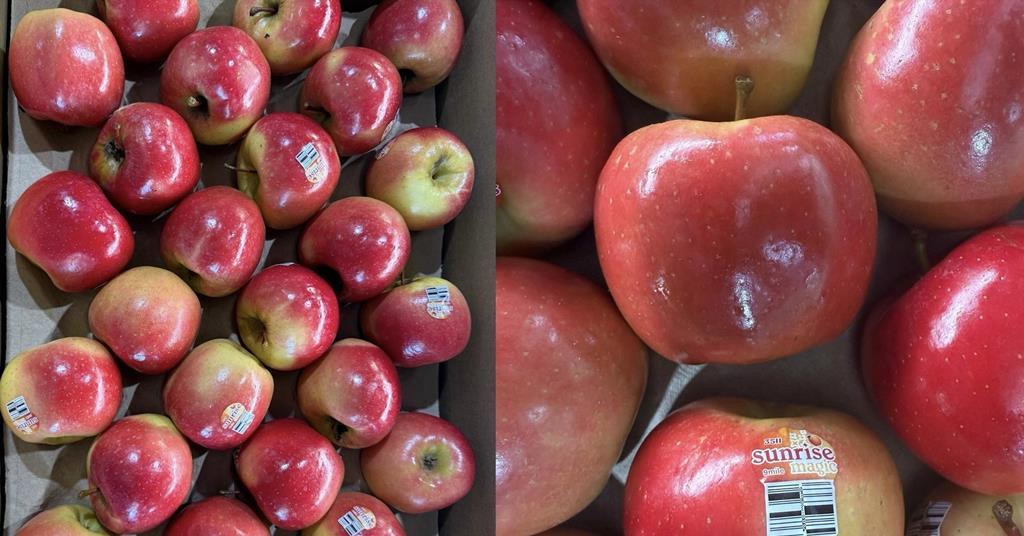 Sunrise Magic apples debut with exceptional quality despite challenging ...