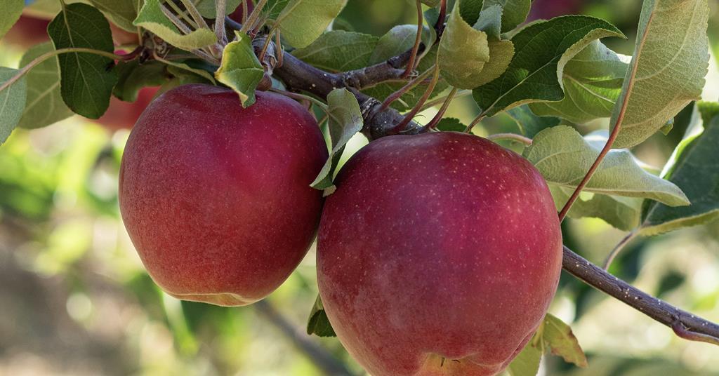 Sassy apples hit South African shelves | News | Fruitnet