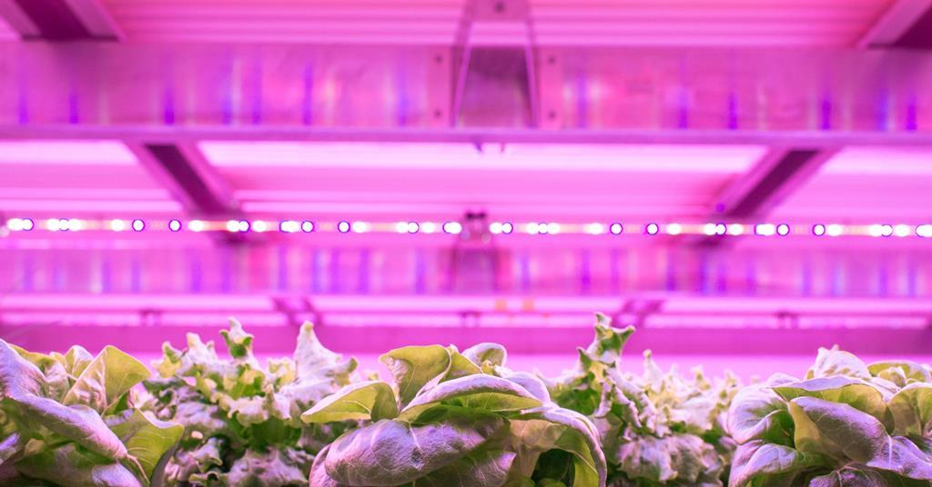 Green Tech Farm settles on Singapore | Article | Fruitnet