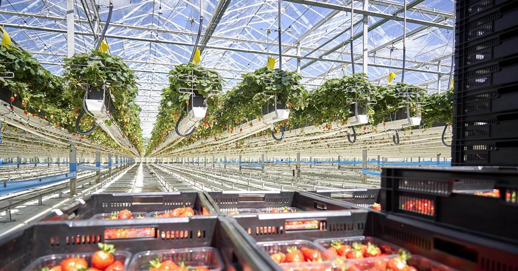 Dyson Farming invests £11m in strawberry glasshouse ext