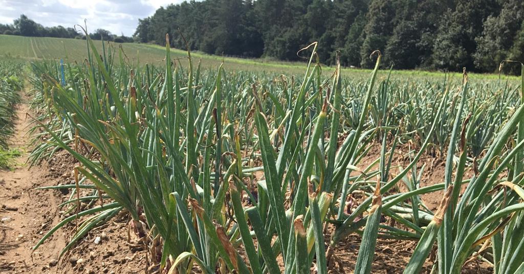 New centres to showcase veg research | Article | Fruitnet