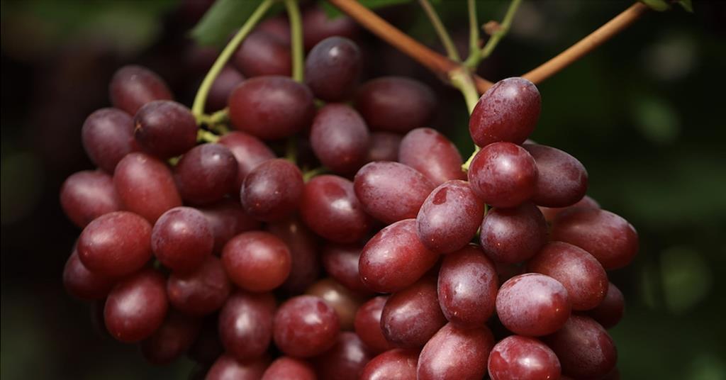 Arra Cherry Crush continues to gain ground and open new markets | News ...
