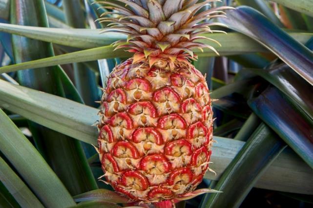 Rubyglow® Ananas: Fresh Del Monte stellt die weltweit erste rotschalige ...