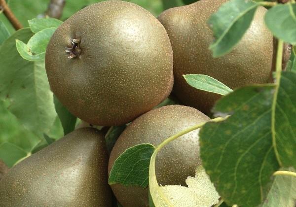 The Greenery unveils Dazzling Gold pear | Article | Fruitnet