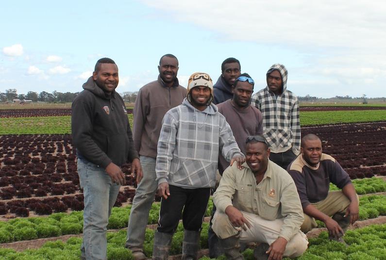 Seasonal workers may relieve labour woes | Article | Fruitnet