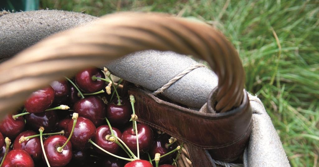 British cherries set for record volumes | Article | Fruitnet