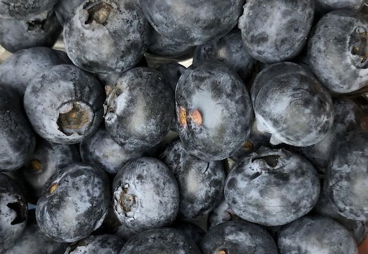Stepac targets blueberry bloom | Article | Fruitnet
