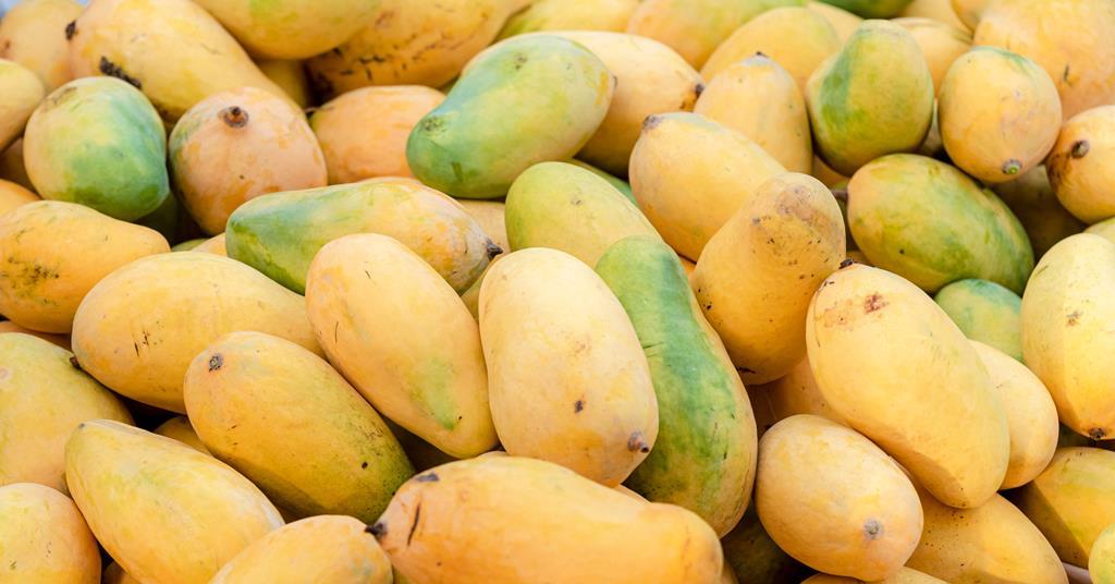 Pakistan launches mango export season with 125,000-tonne goal | News ...