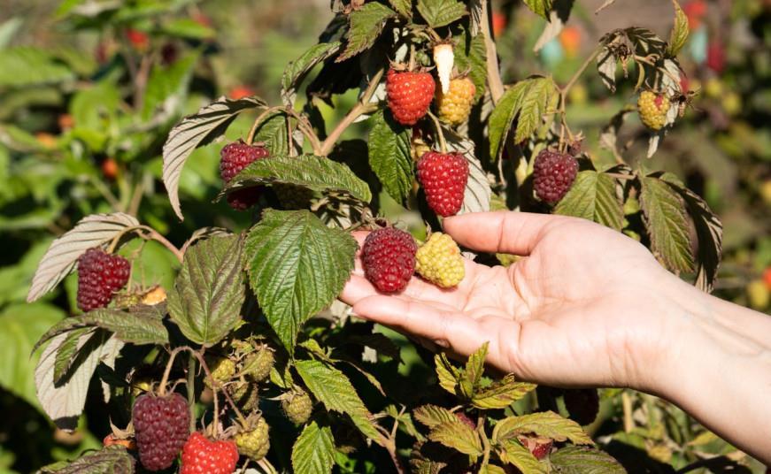 CTF unveils new Chilean raspberry varieties | Article | Fruitnet