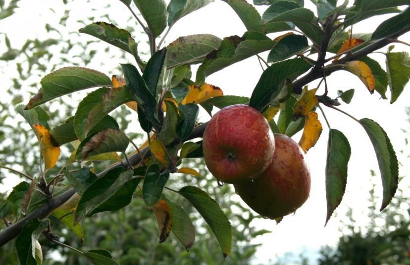 European canker bites into NZ apples | Article | Fruitnet