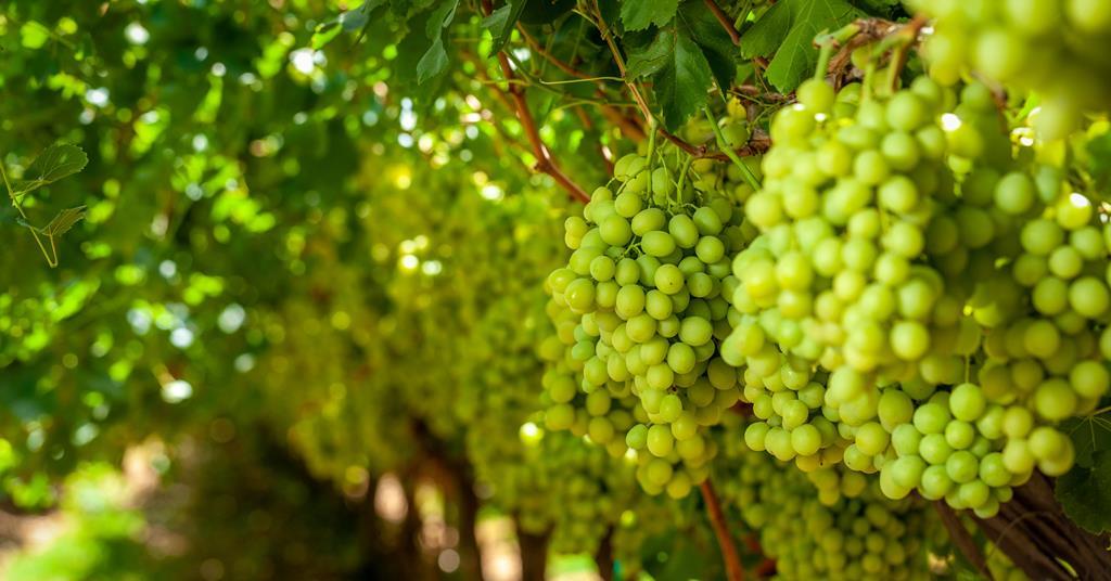 Bloom Fresh ramps up global crackdown on IP infringement | News | Fruitnet