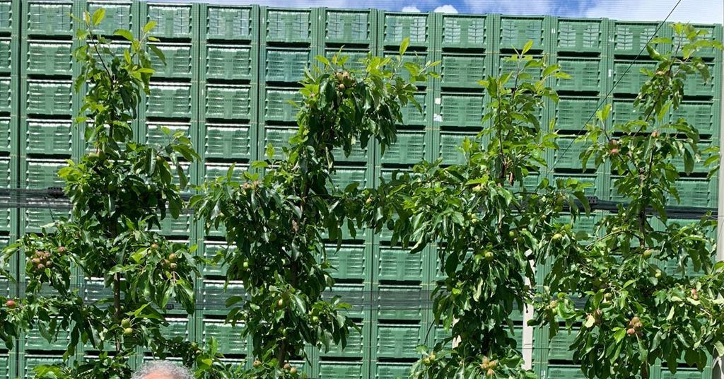 Sanifrutta bets on new club apple variety | News | Fruitnet