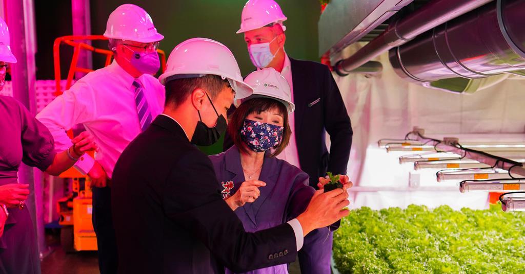 Urban Farming Partners Singapore opens first facility | Article | Fruitnet
