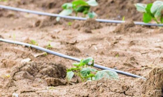 Cooperation key to UAE water security | Article | Fruitnet