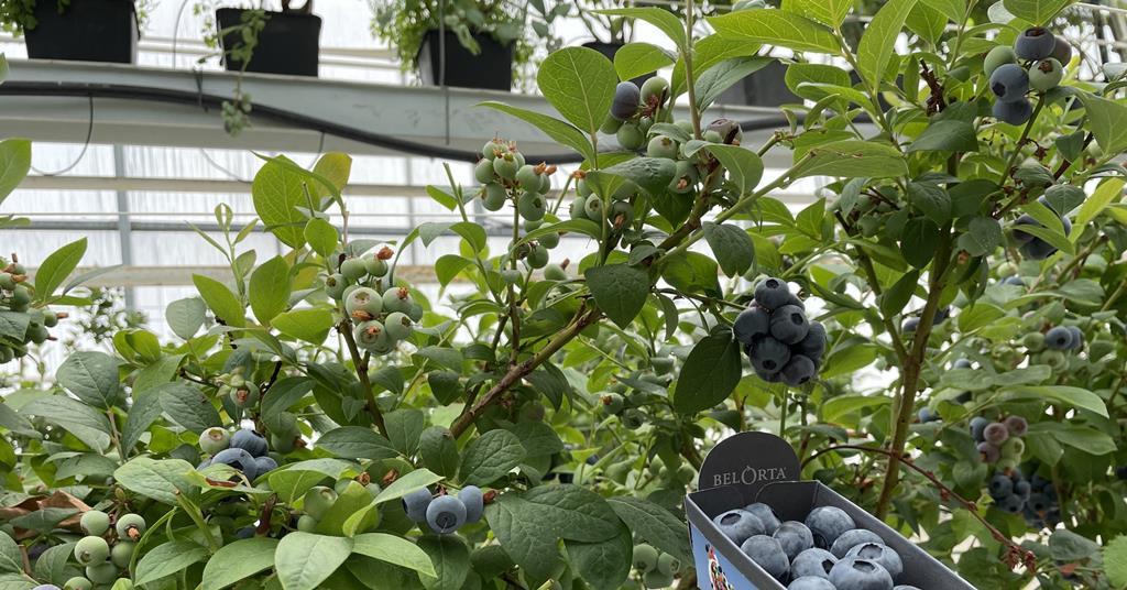 Belgian blueberries complete BelOrta’s berry offering | News | Fruitnet