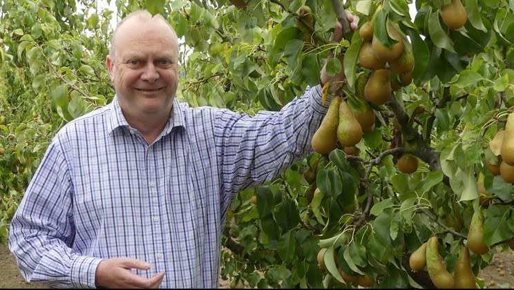 Tesco adds pears to Perfectly Imperfect range | Article | Fruitnet