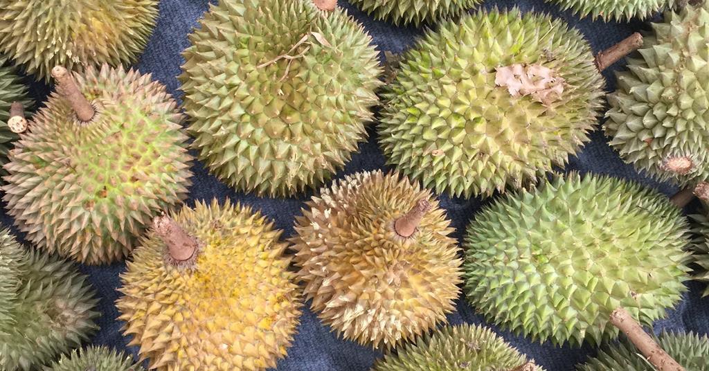 Vietnam’s durian exports to China plummet 80 per cent this month | News ...