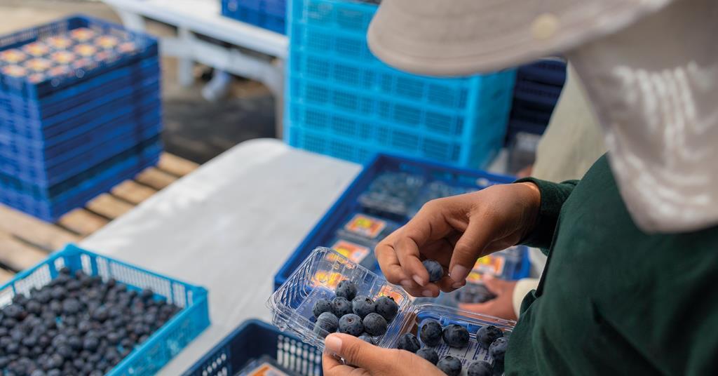 Comment: Fruitist is on the verge of something berry big | Comment ...