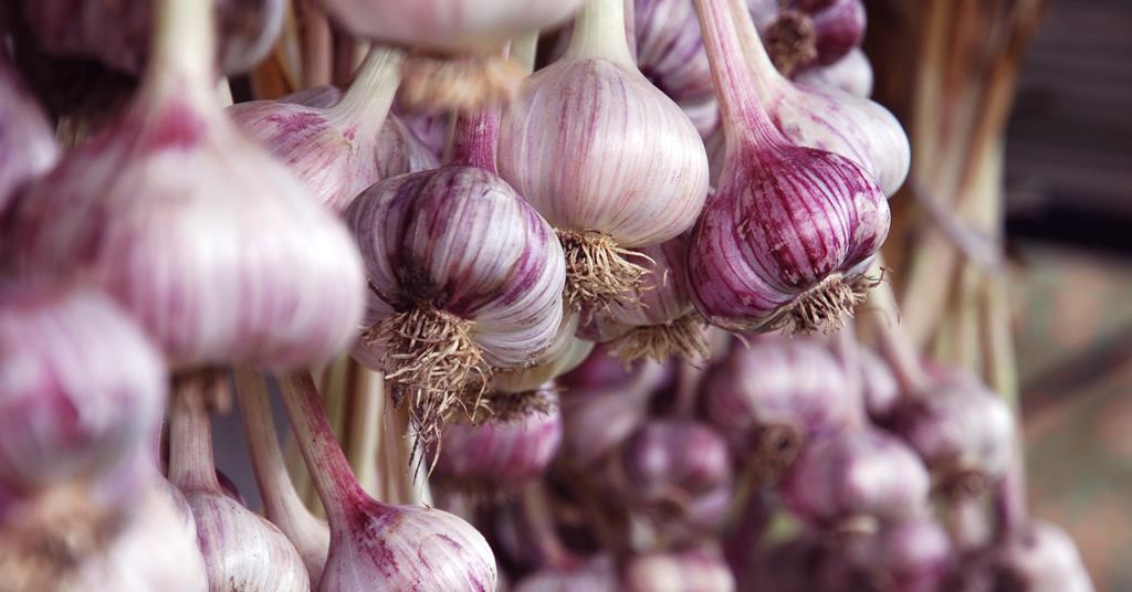 Oppy brings Spanish garlic to North American consumers | News | Fruitnet