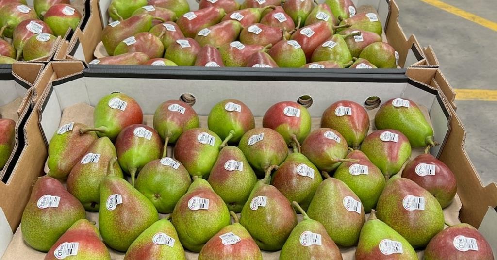 First crop of QTee pears harvested in Australia | News | Fruitnet