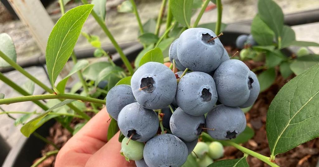 BerryWorld Orb breaks ground as first UK-bred blueberry | News | Fruitnet