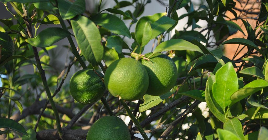 Strong start to the year for Peruvian lime exports | News | Fruitnet