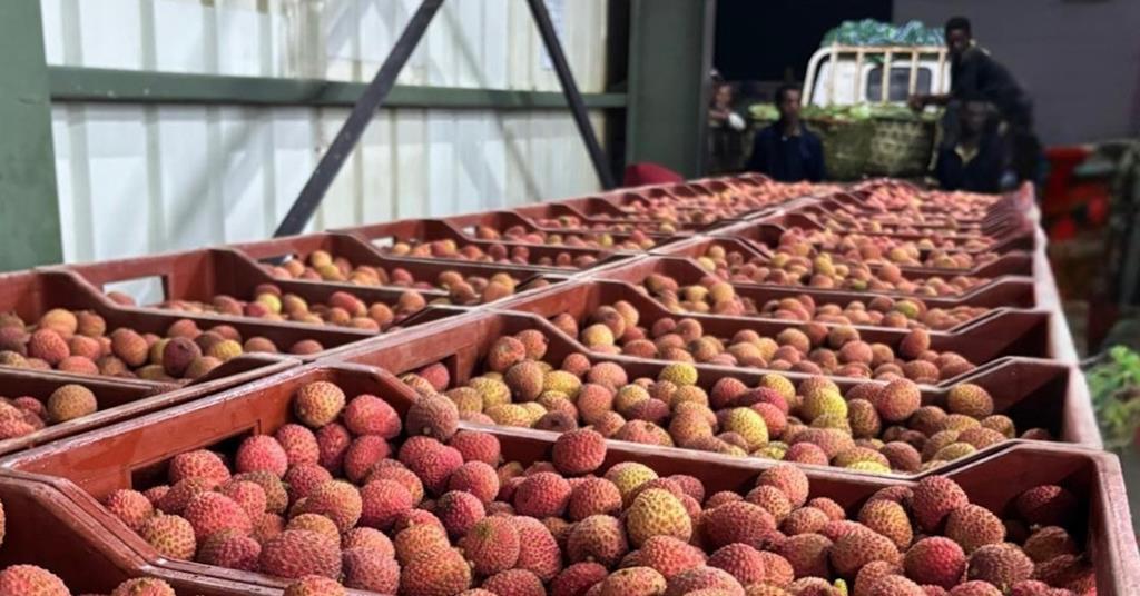 Orsero to manage Madagascan lychee exports | Features | Fruitnet