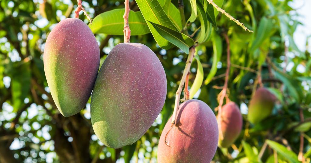 Korea extends preferential tariff on Taiwanese fruit | News | Fruitnet
